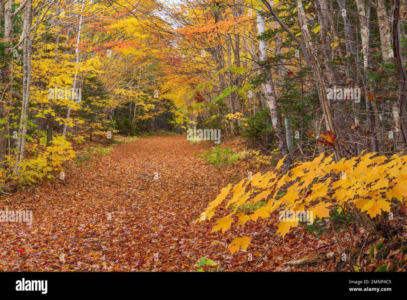 Fall foliage color along the Cabot Trail, Cape Brreton Island, Nova ...