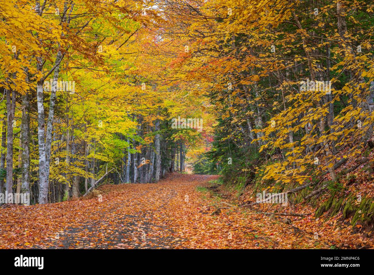 Fall foliage color along the Cabot Trail, Cape Brreton Island, Nova ...