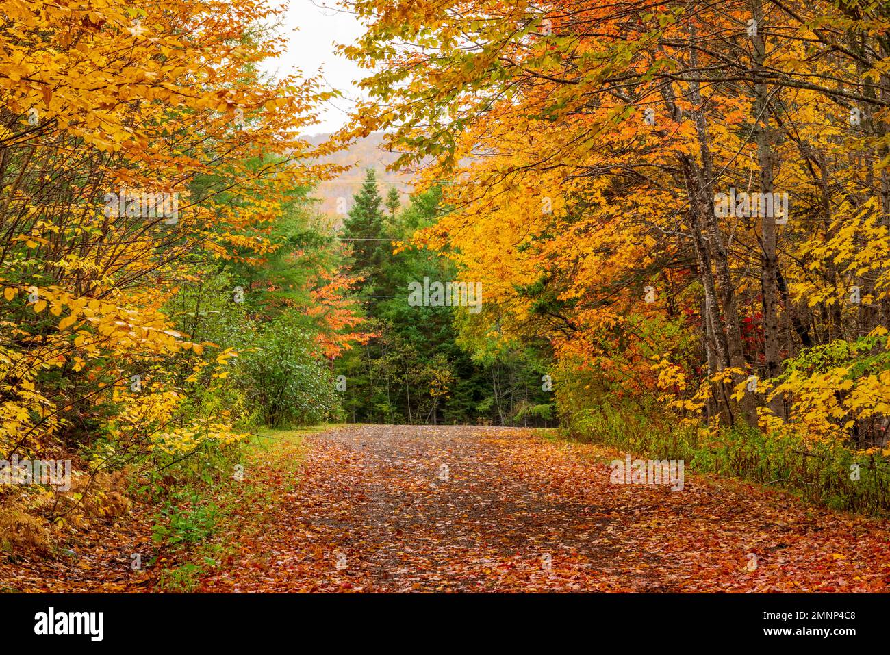 Fall foliage color along the Cabot Trail, Cape Brreton Island, Nova ...