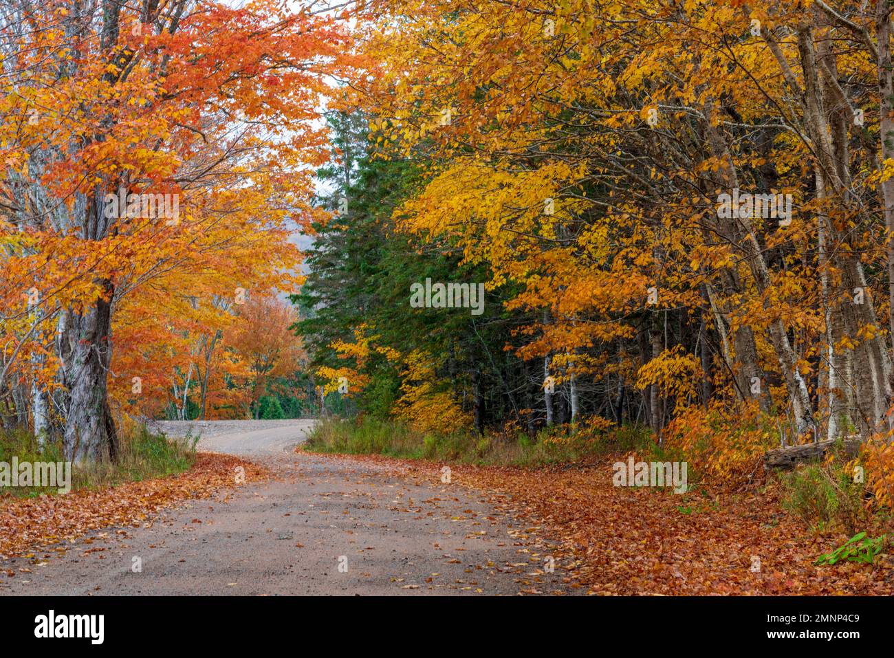 Fall foliage color along the Cabot Trail, Cape Brreton Island, Nova ...