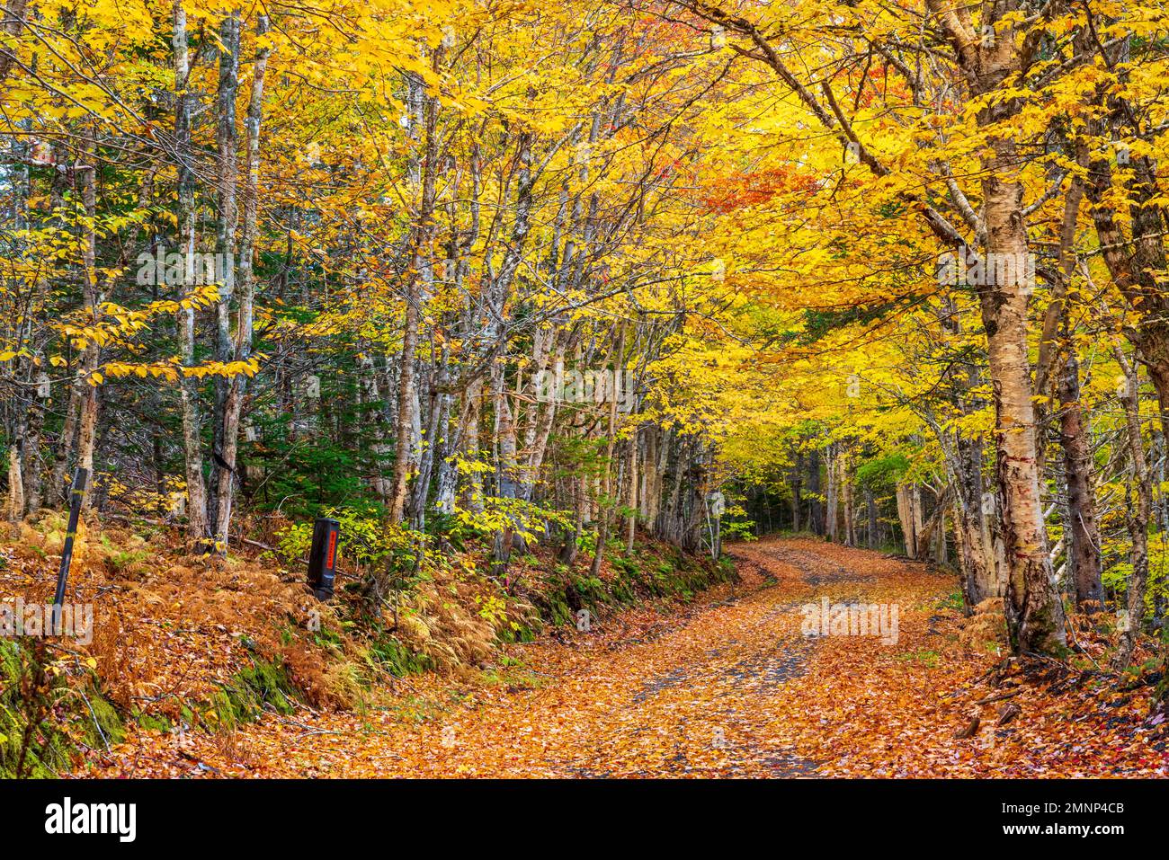 Fall foliage color along the Cabot Trail, Cape Brreton Island, Nova ...