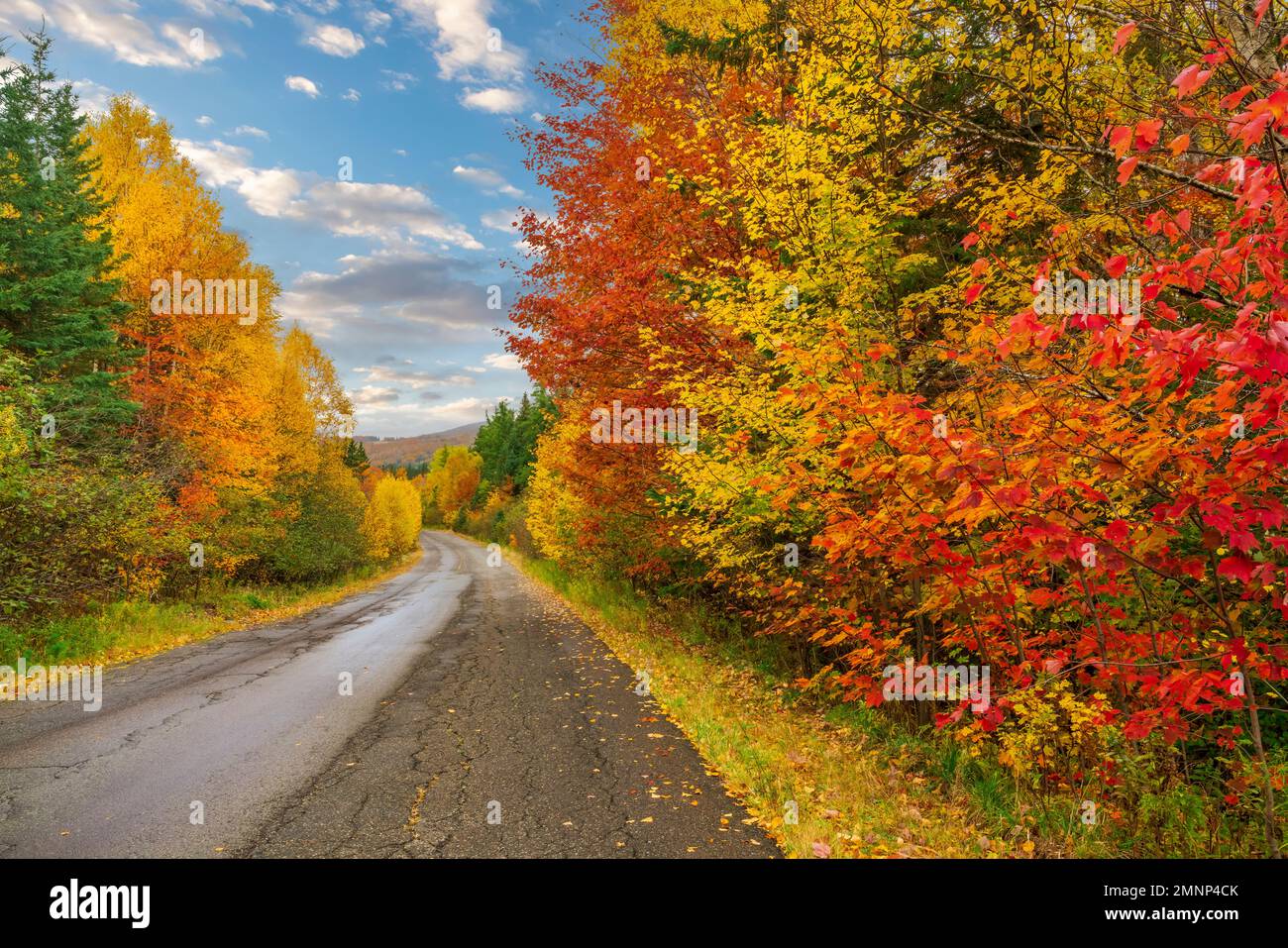 Fall foliage color along the Cabot Trail, Cape Brreton Island, Nova ...