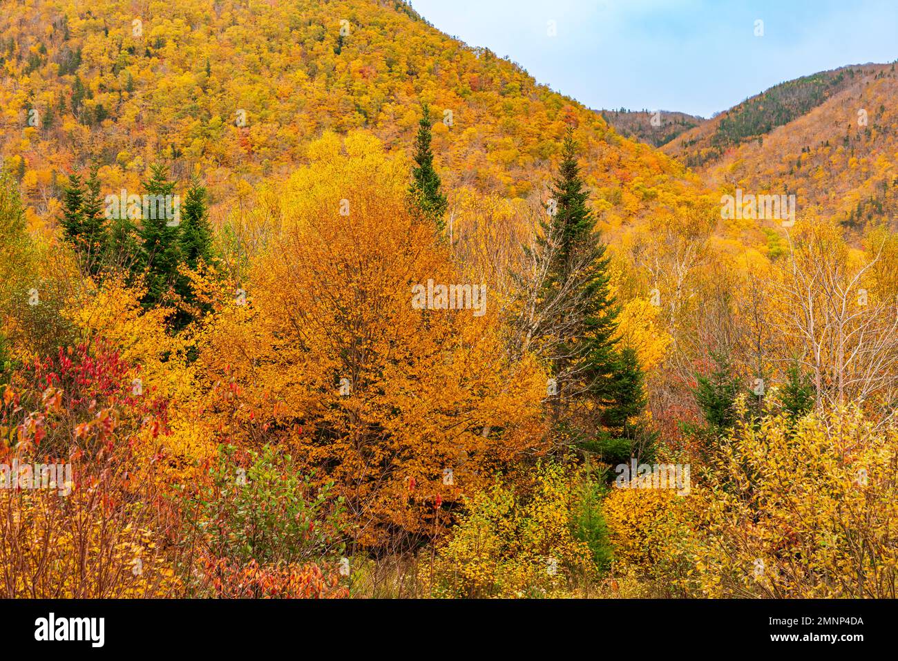 Fall foliage color along the Cabot Trail, Cape Brreton Island, Nova ...