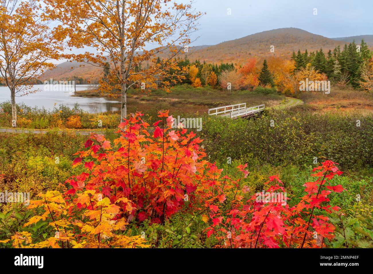 Fall foliage color along the Cabot Trail, Cape Brreton Island, Nova ...