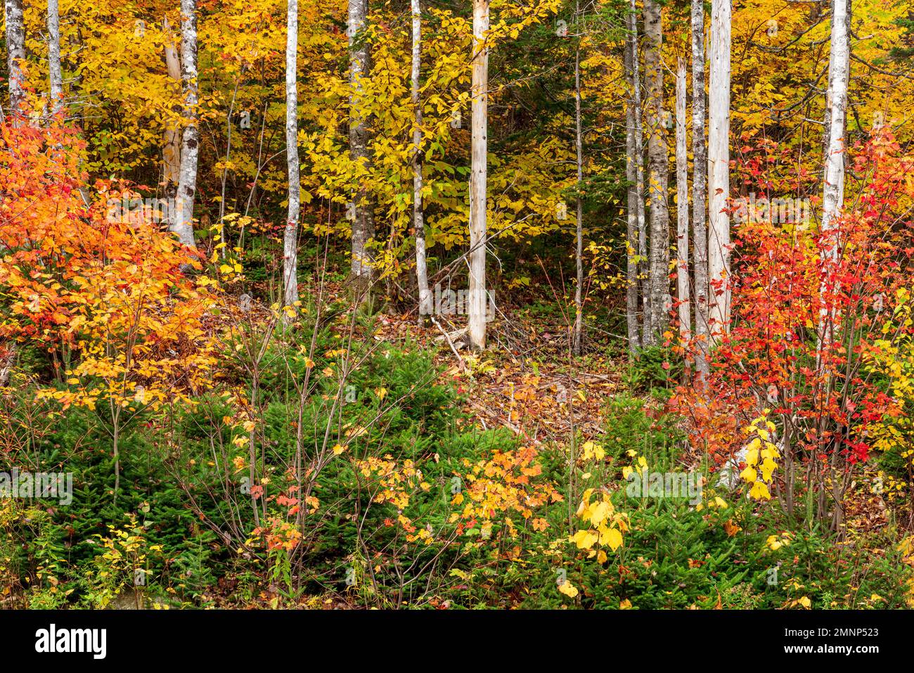 Fall foliage color along the Cabot Trail, Cape Brreton Island, Nova ...