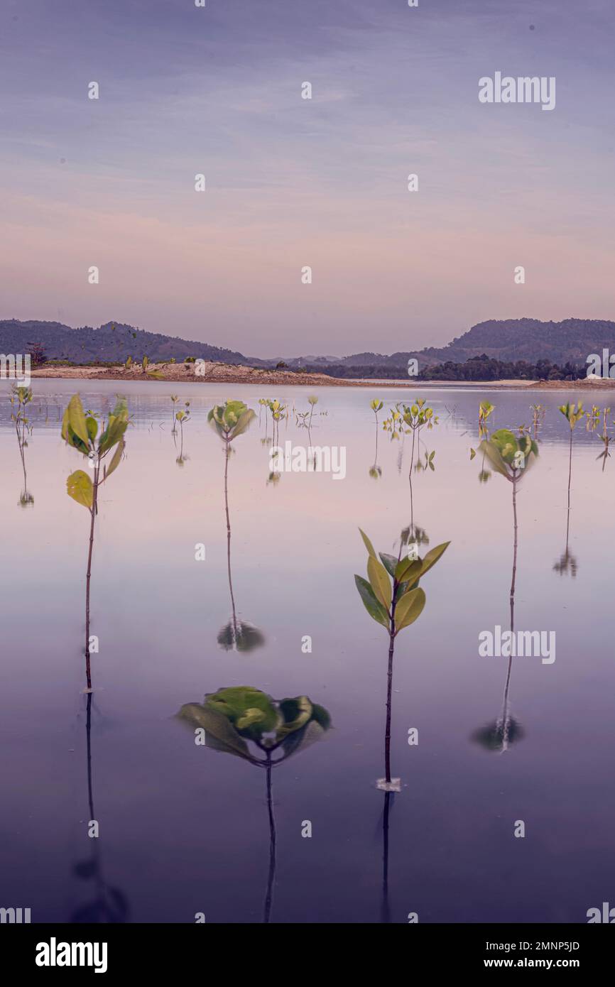 Colorful purple landscape sunset. Plants grow from the water of the ...
