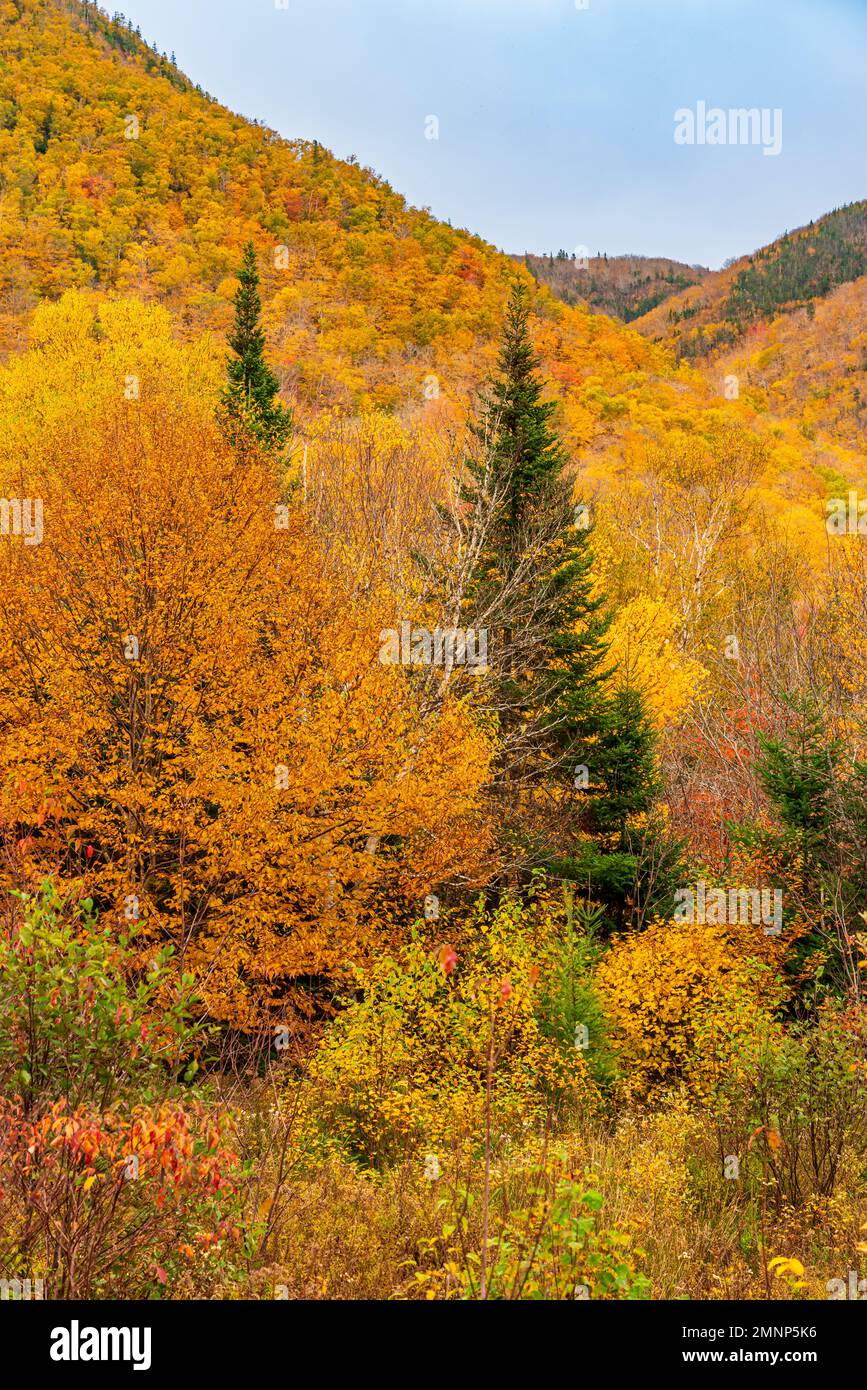 Fall foliage color along the Cabot Trail, Cape Brreton Island, Nova ...