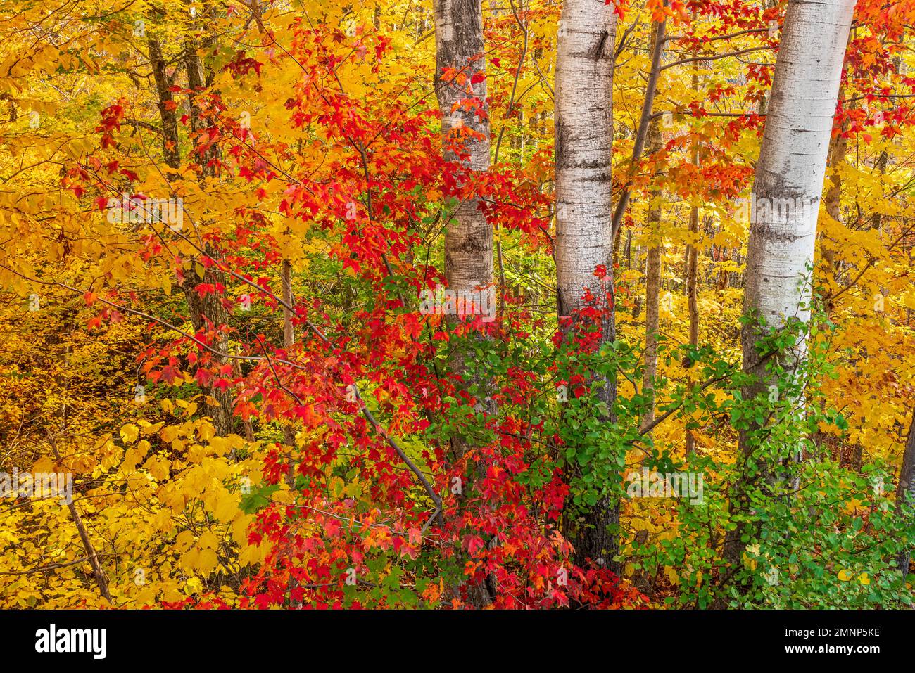 Fall foliage color along the Cabot Trail, Cape Brreton Island, Nova ...