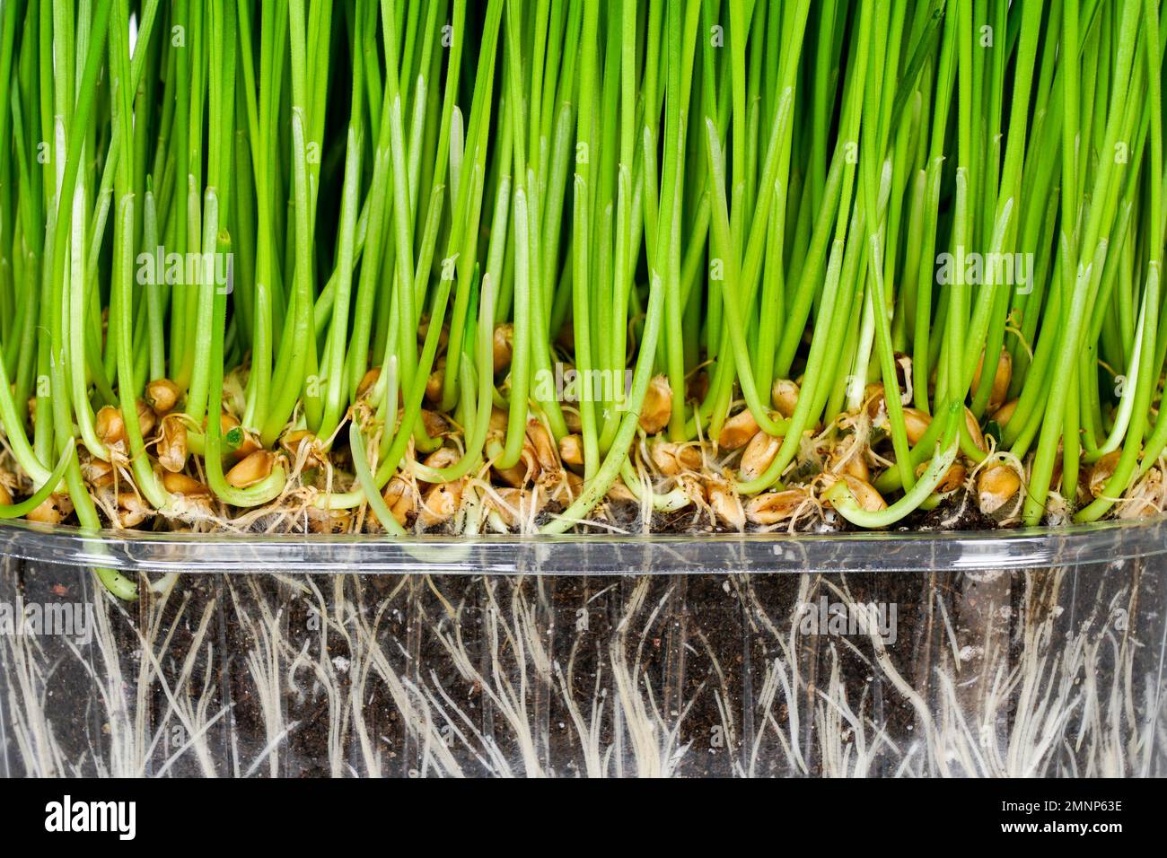 Fresh green wheat germ with white roots and black soil in a transparent ...
