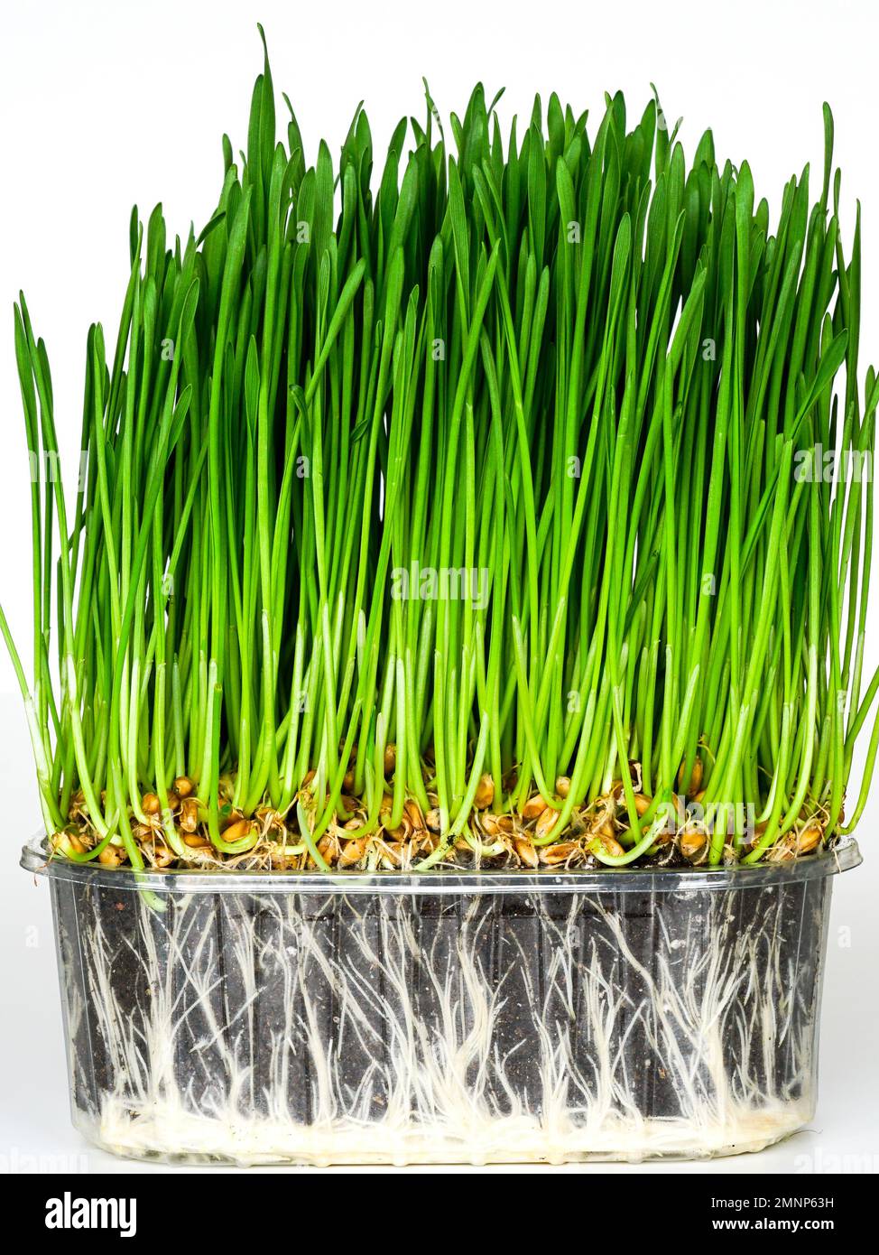 Fresh green wheat germ with white roots and black soil in a transparent ...