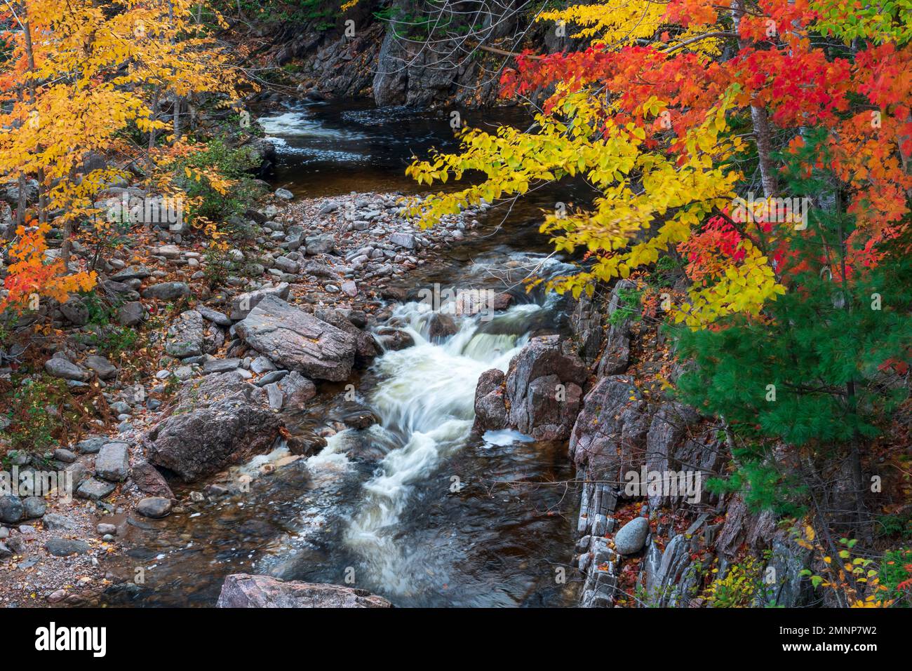 A small stream flowing through the autumn forest in Cape Breton ...