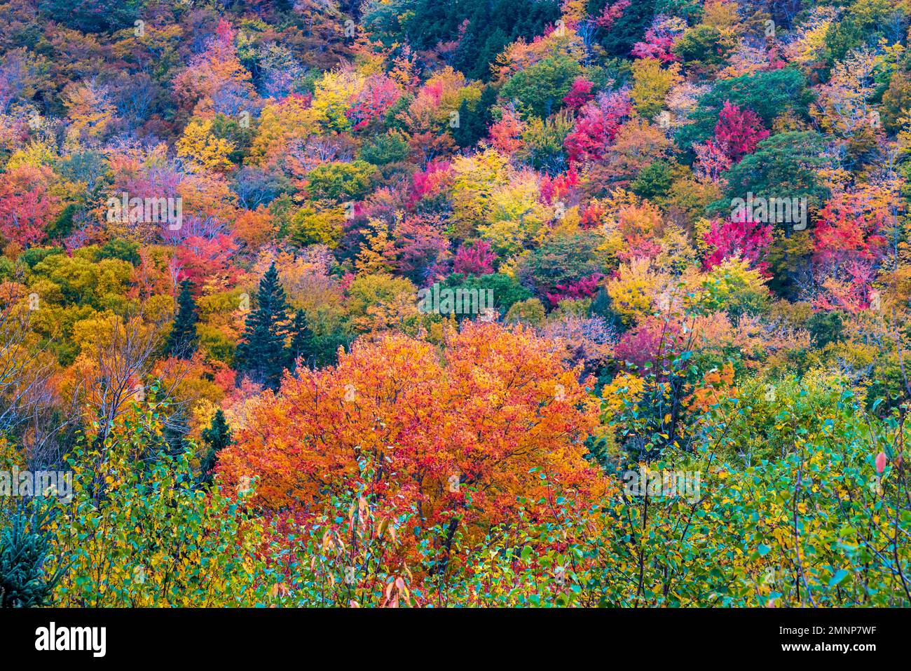 Cape Breton Highlands National Park, Nova Scotia, Canada Stock Photo ...