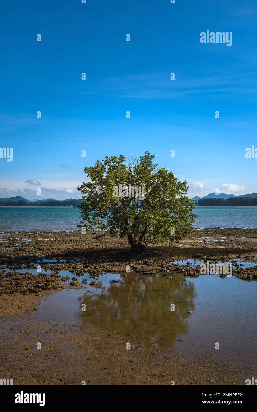 Tropical tree (Barringtonia asiatica) on a rocky beach in Ko Lanta ...