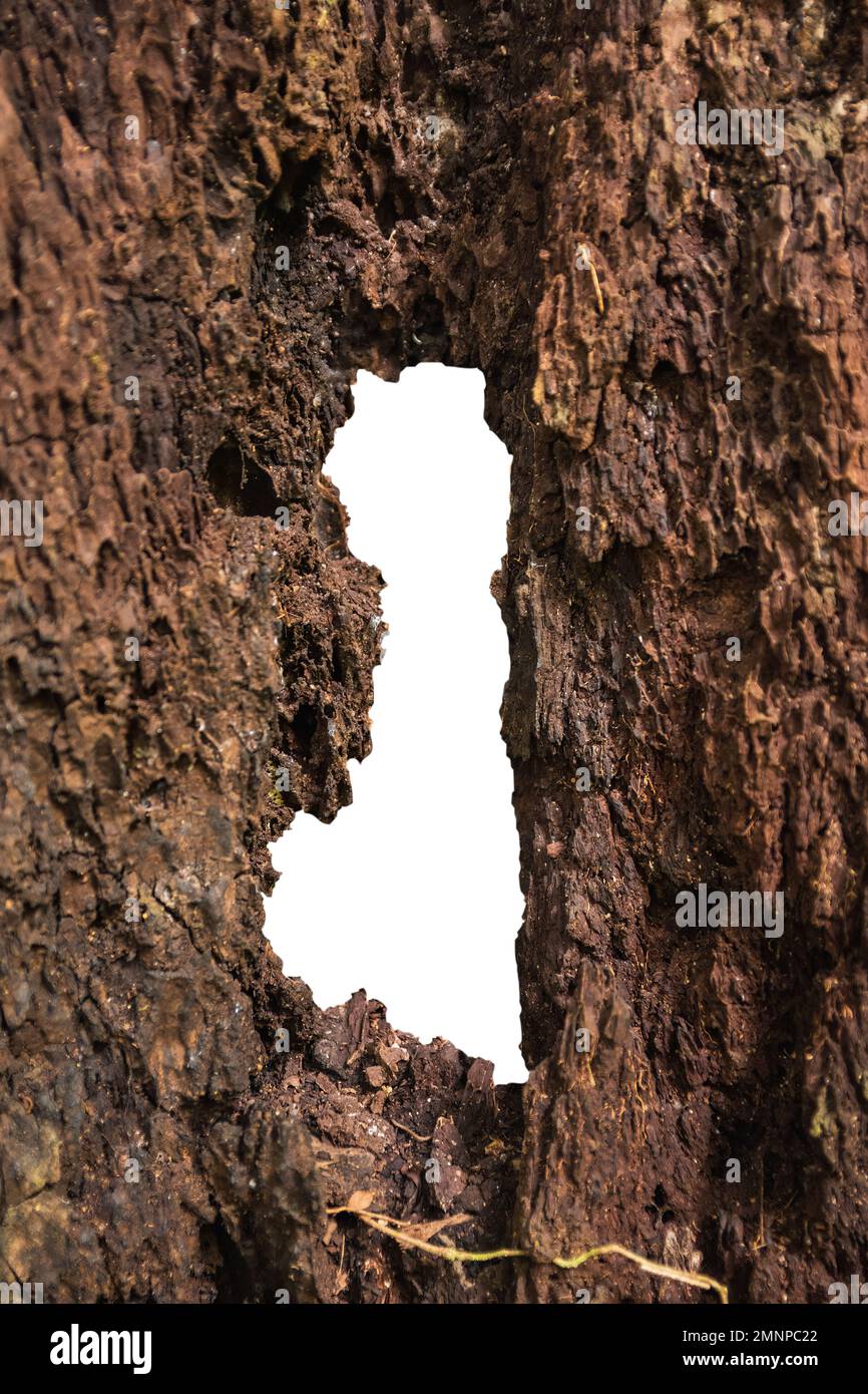 Hole in the middle of the tropical tree bark texture with white ...