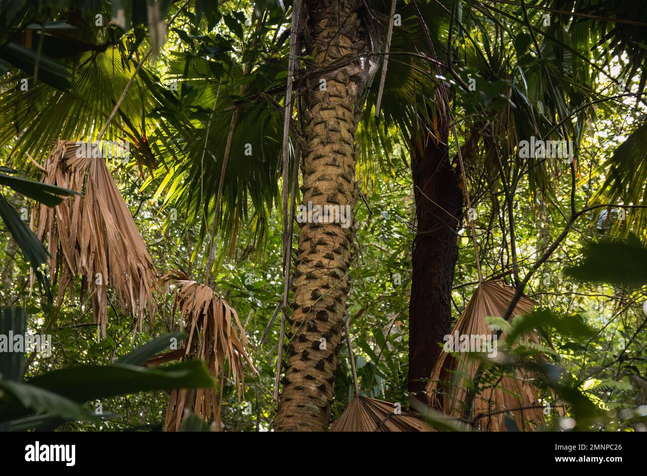 Palm tree trunk in the middle of green leaves in the rainforest. Ko ...