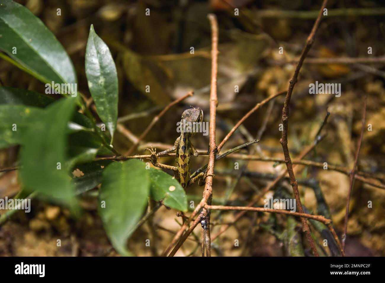 Tiny young lizard on a twig in the Jungle of Ko Lanta, Krabi, Thailand ...