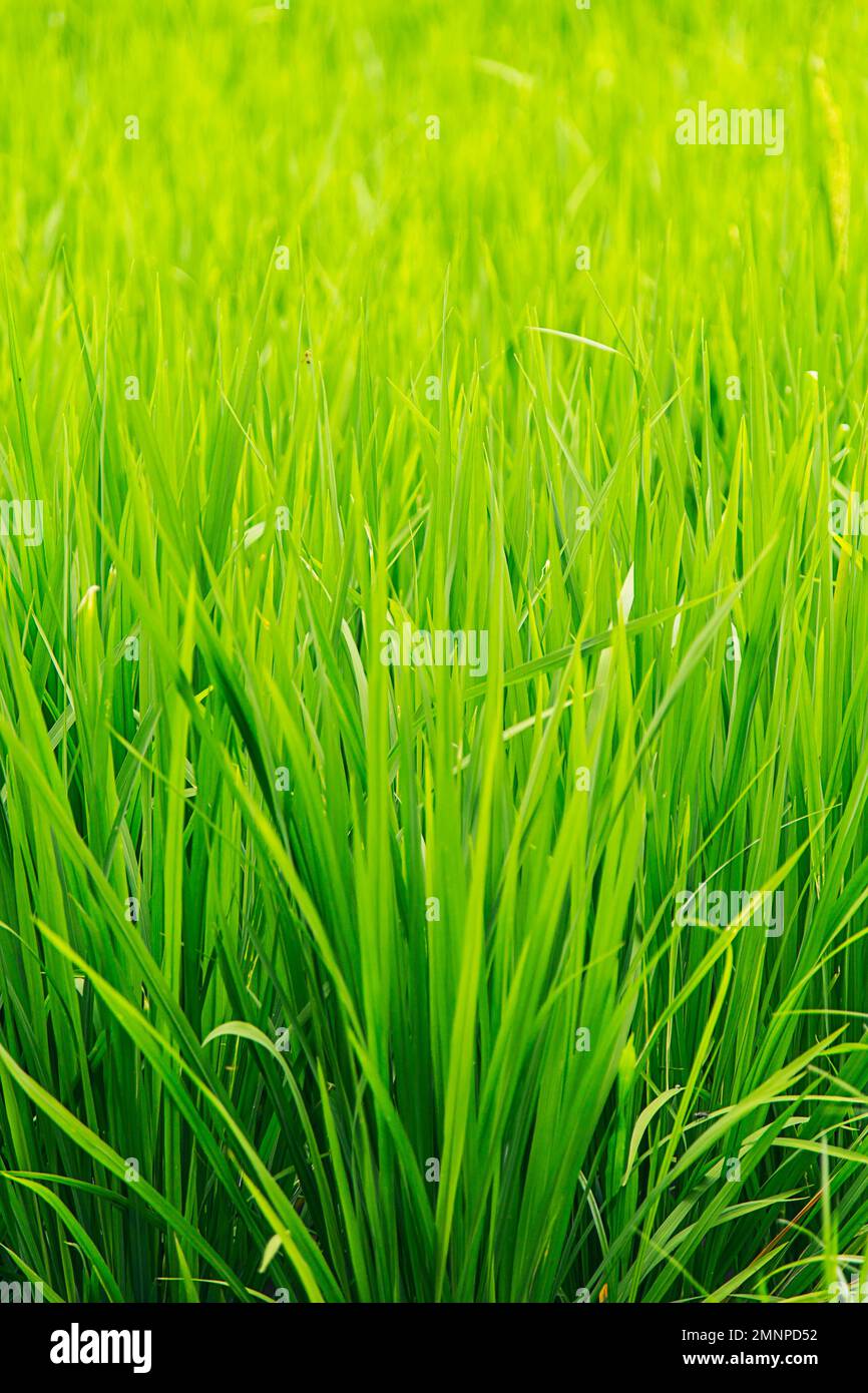 Rice fields in Bali, Indonesia. Green grass Stock Photo - Alamy