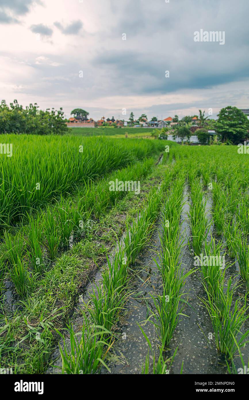 Rice fields in Bali, Indonesia. Green grass Stock Photo - Alamy