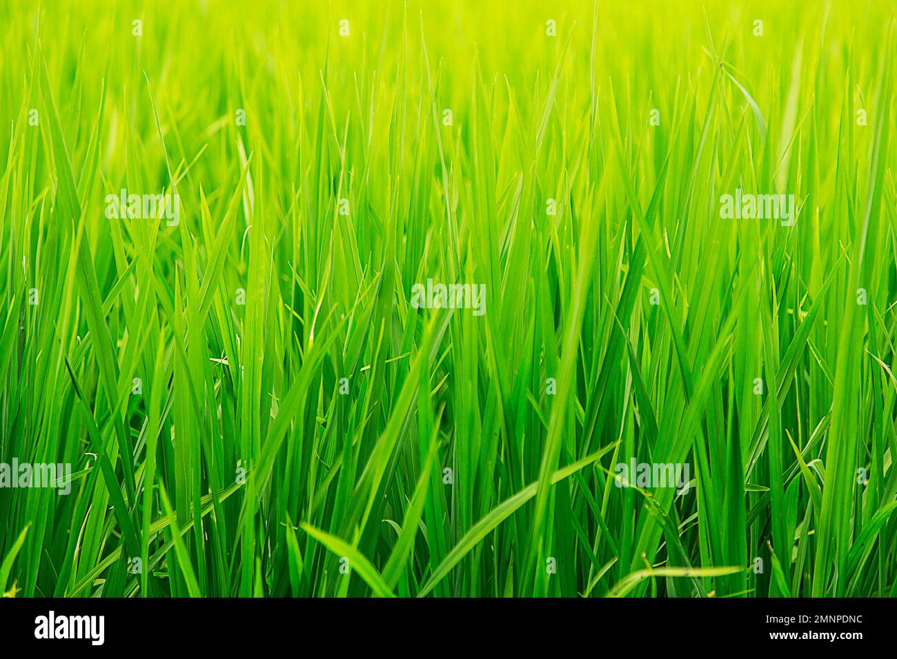 Rice fields in Bali, Indonesia. Green grass Stock Photo - Alamy