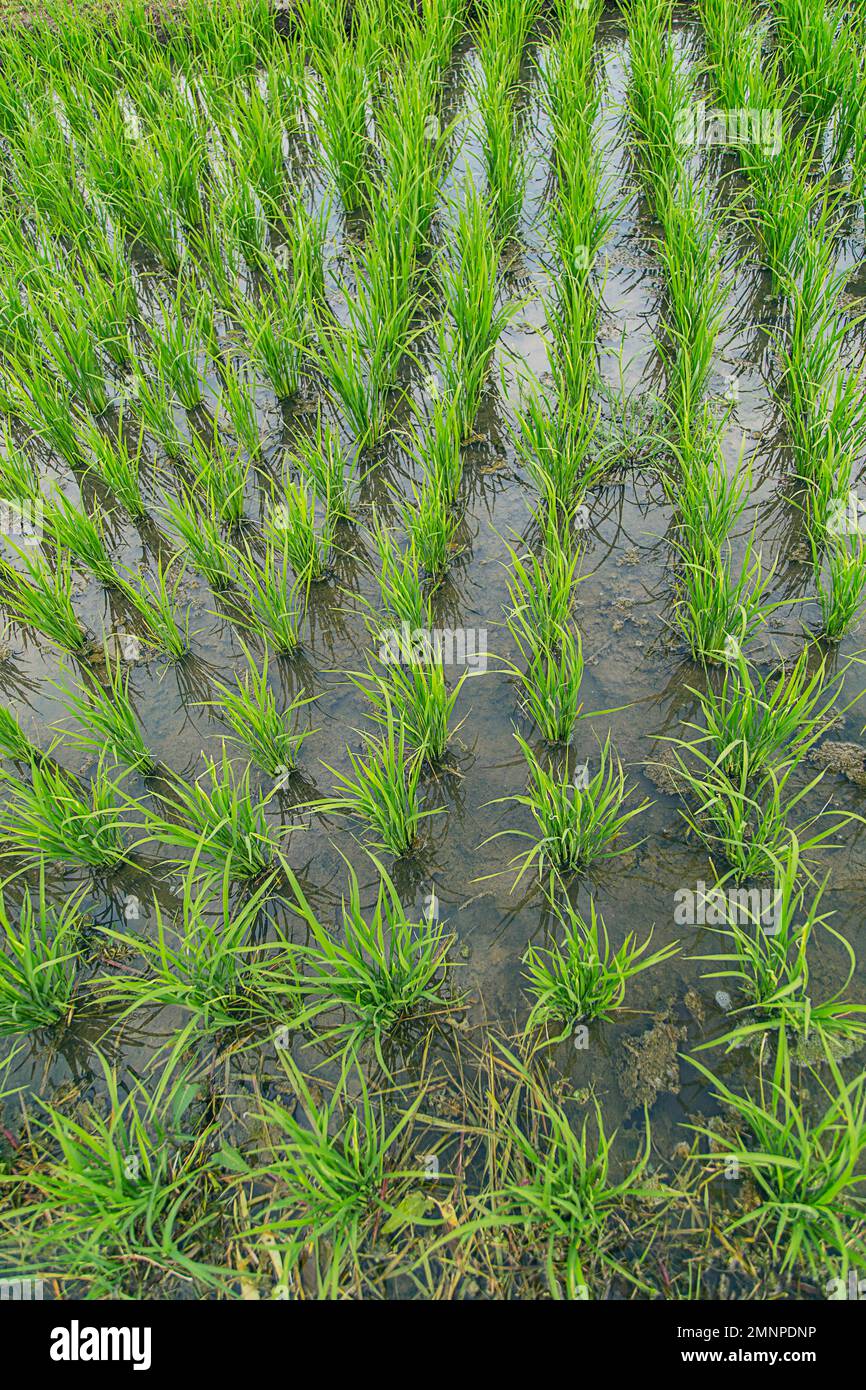 Rice fields in Bali, Indonesia. Green grass Stock Photo - Alamy