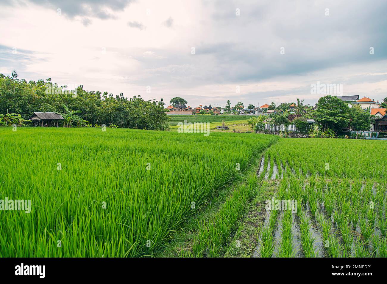 Rice fields in Bali, Indonesia. Green grass Stock Photo - Alamy