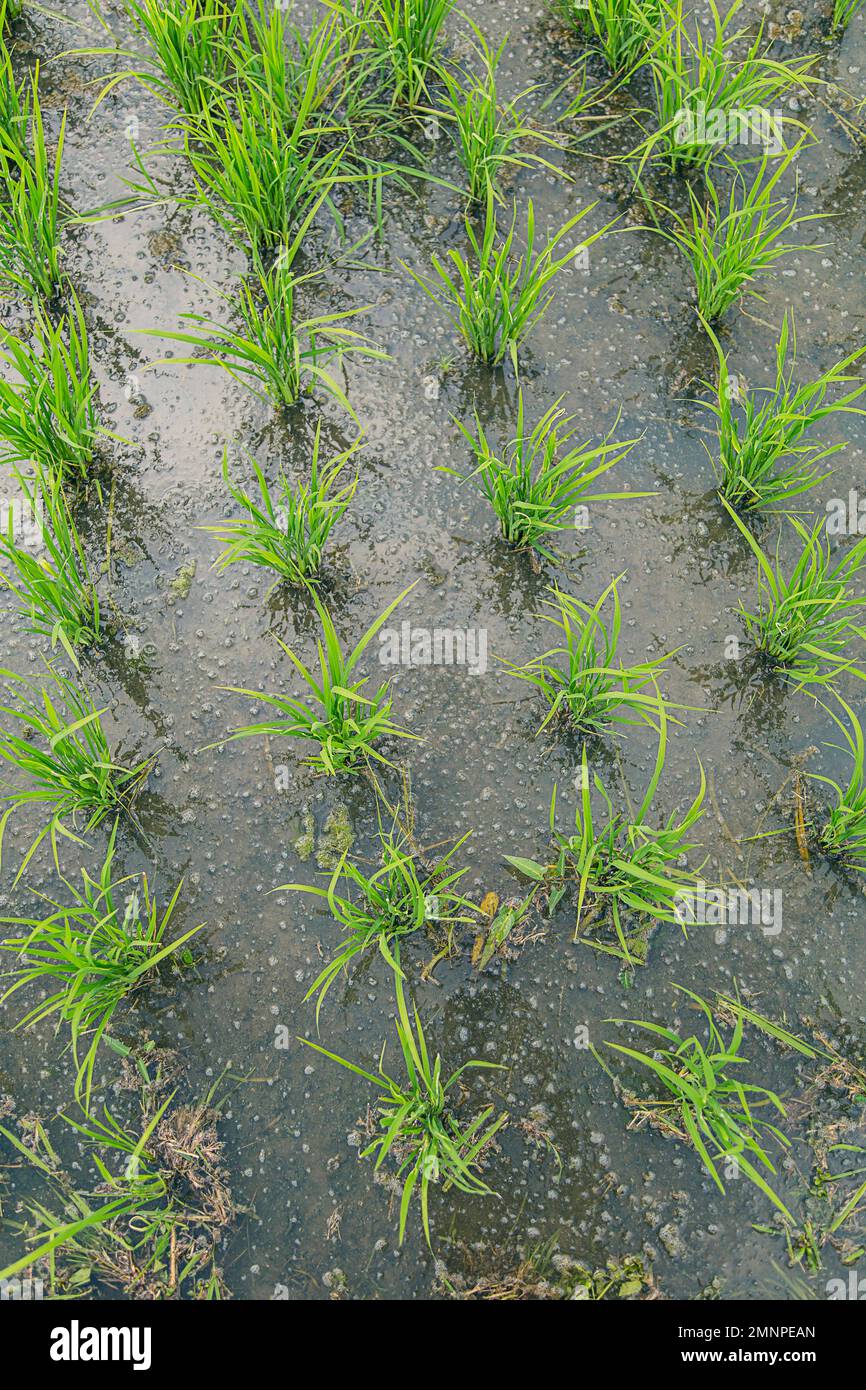 Rice fields in Bali, Indonesia. Green grass Stock Photo - Alamy