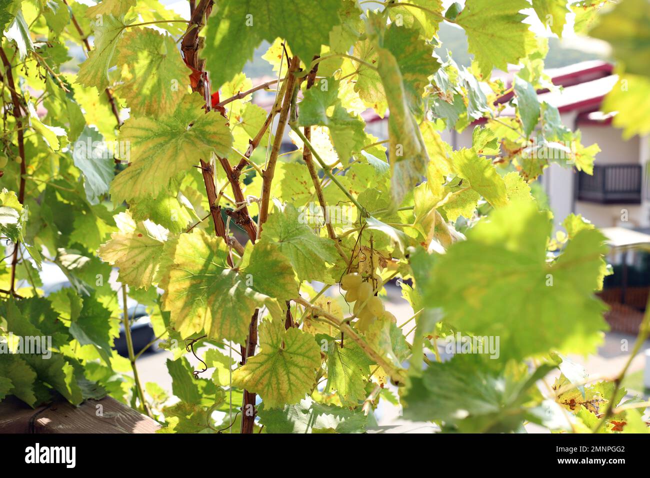 Grapes on balcony second floor hi-res stock photography and images - Alamy