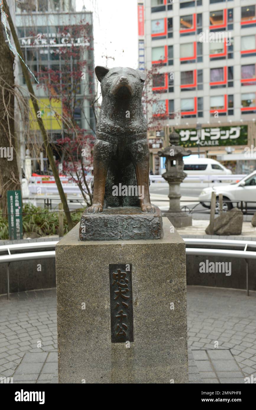 Hachikō Memorial Statue near the Shibuya station, Tokyo, Japan Stock ...