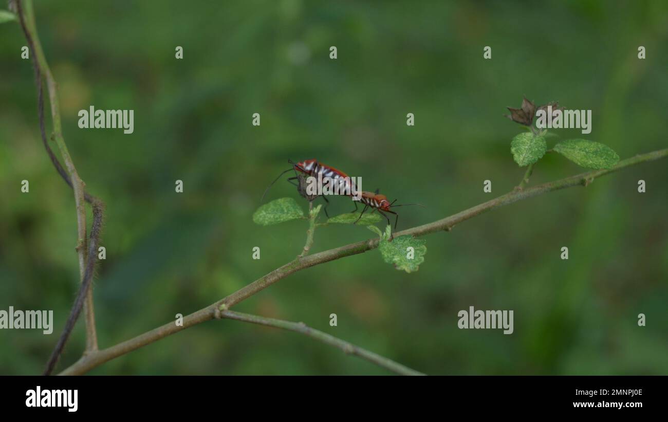 Scoparia weed hi-res stock photography and images - Alamy