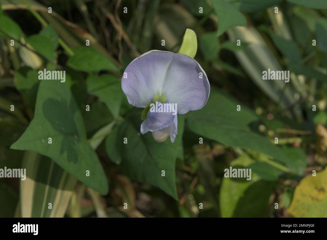 Winged bean flower hi-res stock photography and images - Alamy