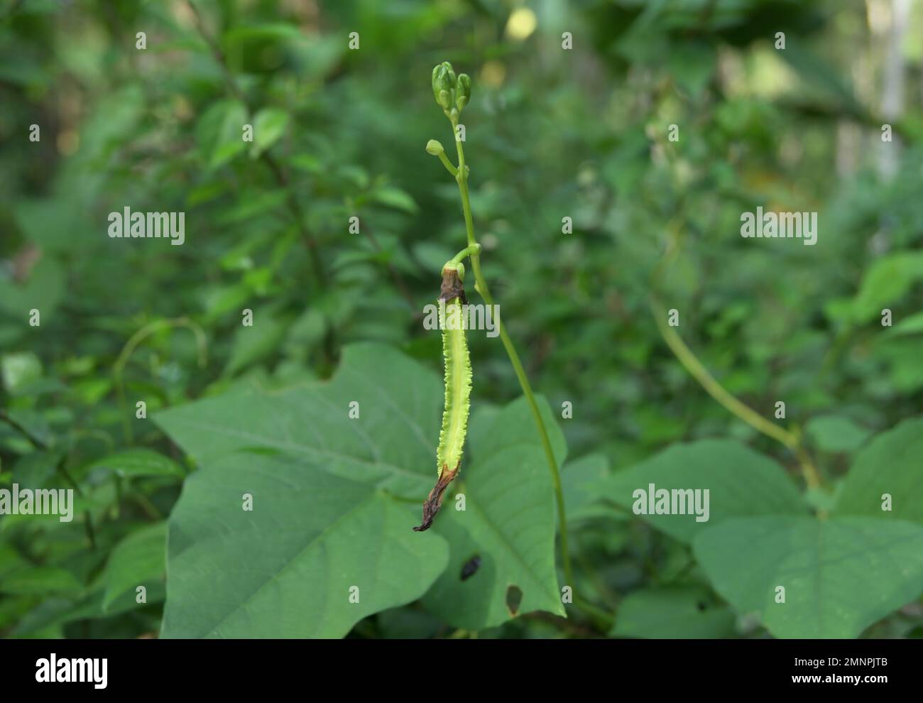 Winged bean buds hi-res stock photography and images - Alamy
