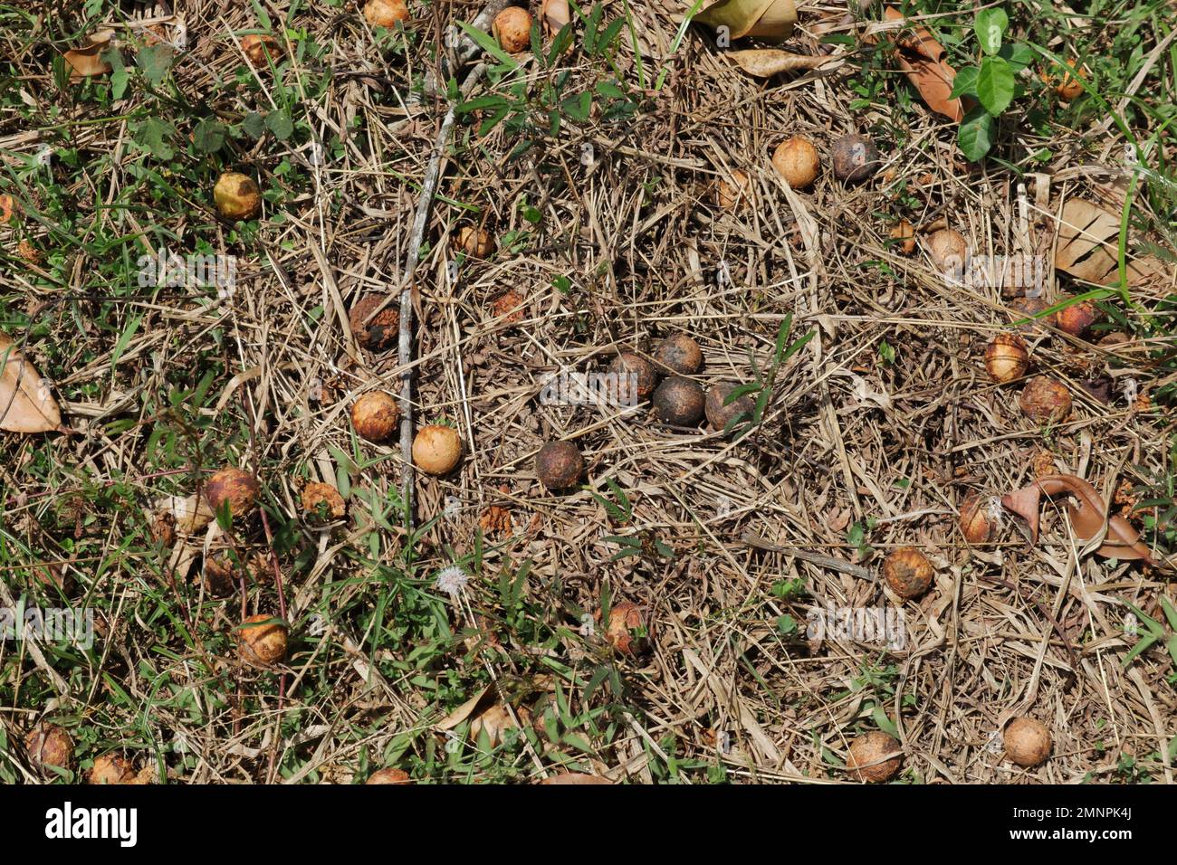 Fallen seeds of a Tamanu tree (Calophyllum Inophyllum) on the grassy ...
