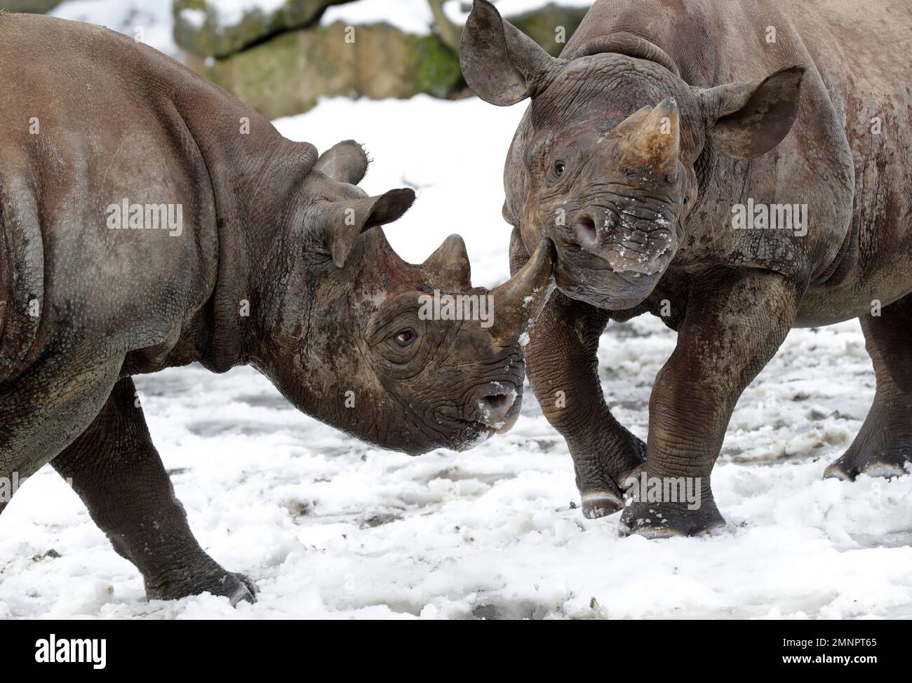 Two black rhinoceroses play in the snow in a zoo in Dvur Kralove, Czech ...