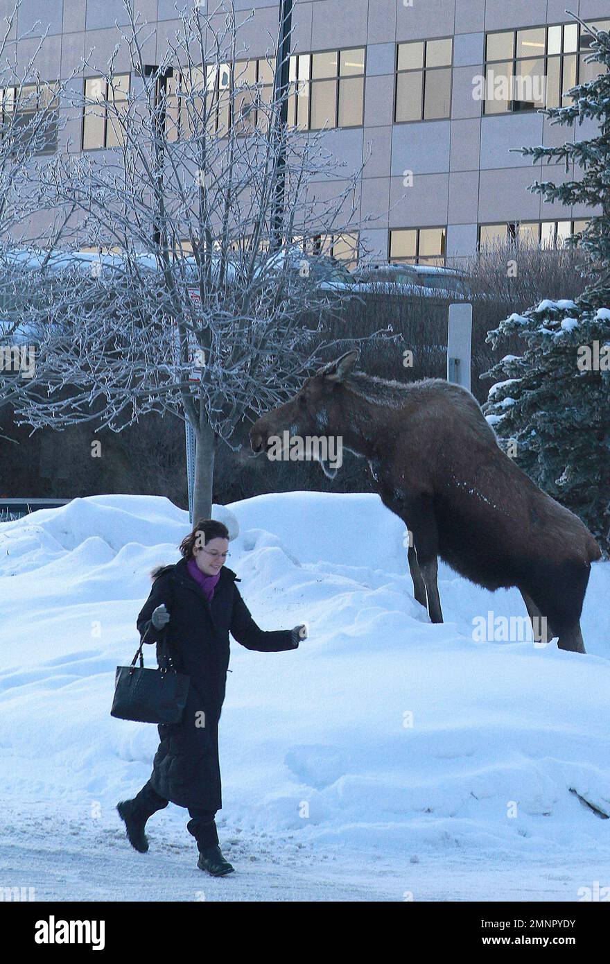 File - In this March 8, 2012 file photo, a woman hurries by a cow moose ...