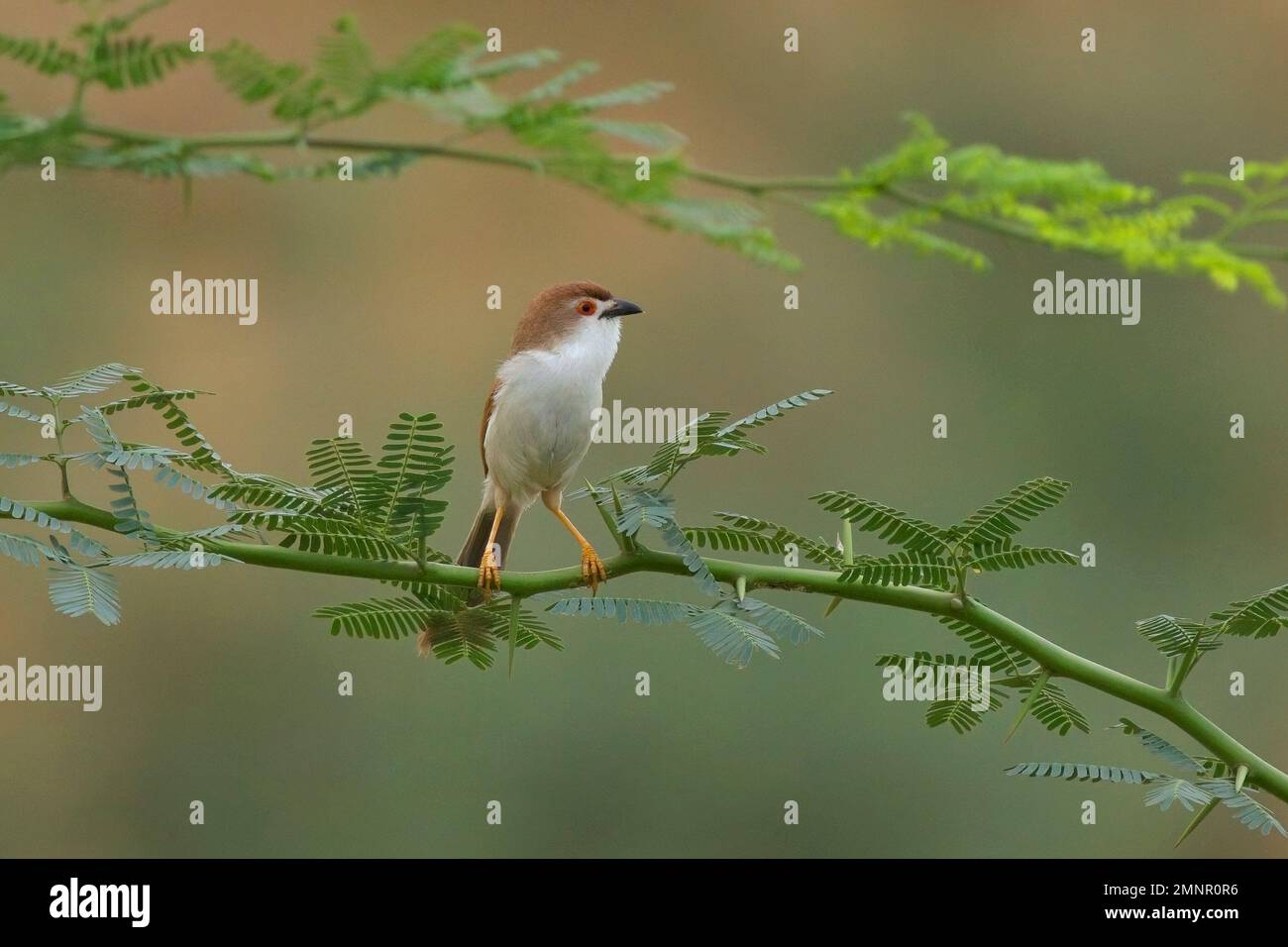 Yellow-eyed Babbler (Chrysomma sinense) sitting on a perch Stock Photo ...