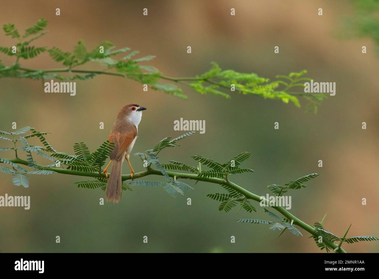Yellow-eyed Babbler (Chrysomma sinense) sitting on a perch Stock Photo ...