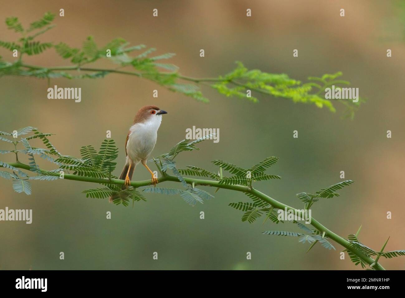 Yellow-eyed Babbler (Chrysomma sinense) sitting on a perch Stock Photo ...