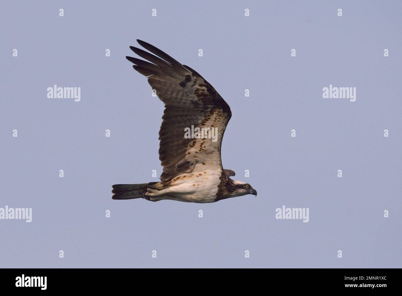 Osprey (Pandion haliaetus) in flight Stock Photo - Alamy