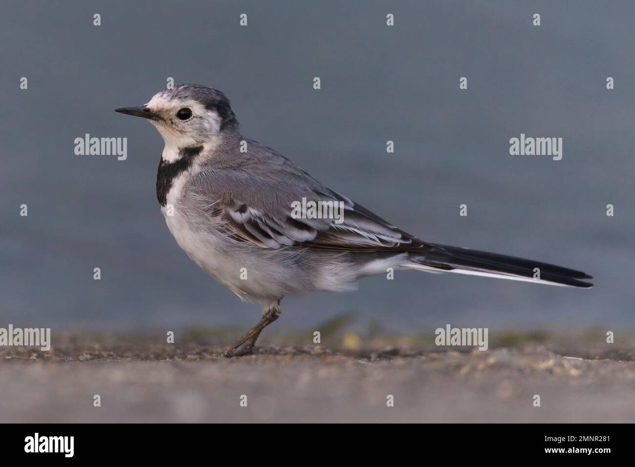 White Wagtail (Motacilla alba Stock Photo - Alamy