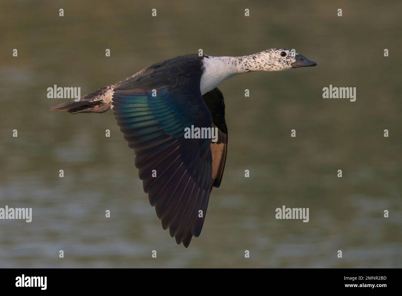 Comb Duck (Sarkidiornis sylvicola) in flight Stock Photo - Alamy