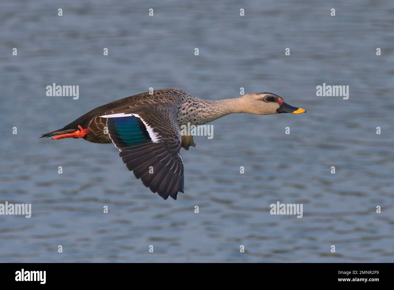 Indian spot-billed duck (Anas poecilorhyncha Stock Photo - Alamy