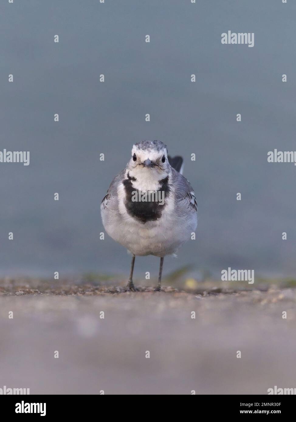 Motacilla alba birds black hi-res stock photography and images - Alamy
