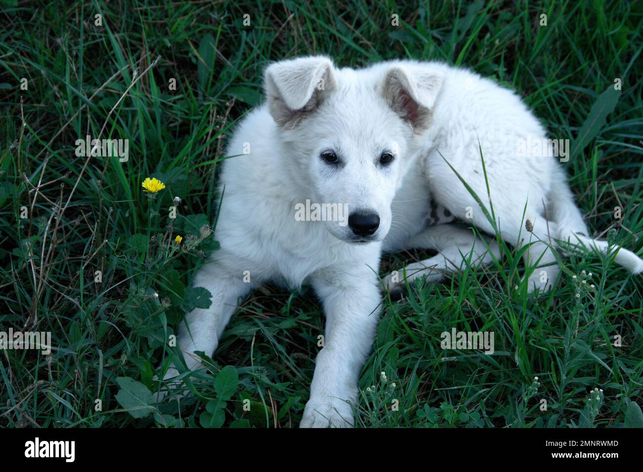 Young maremmano-Abruzzese sheep dog, laying in the grass, Tuscany ...