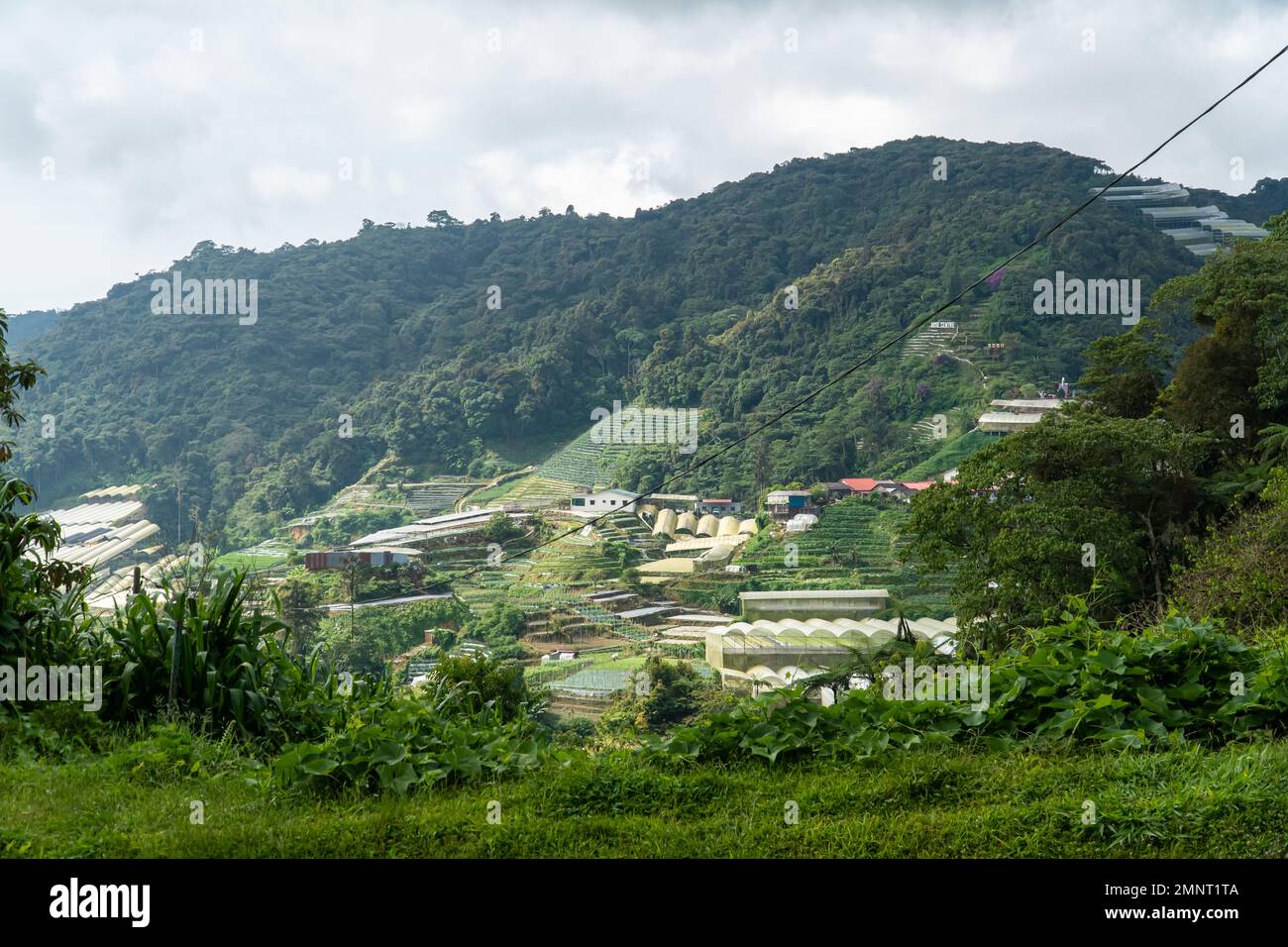 Tea plantations rice terraced fields on Cameron Highland, Pahang ...