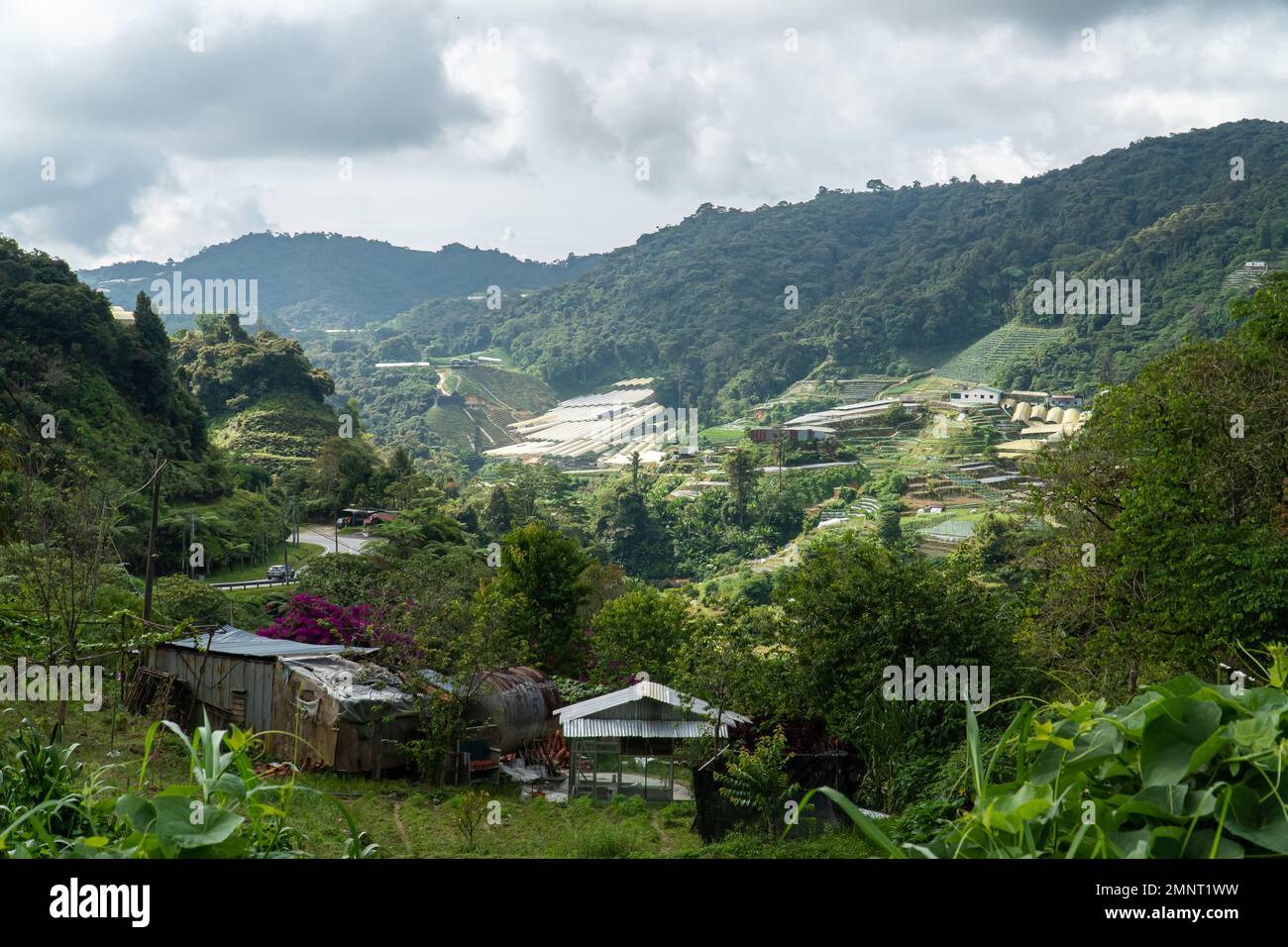 Tea plantations rice terraced fields on Cameron Highland, Pahang ...