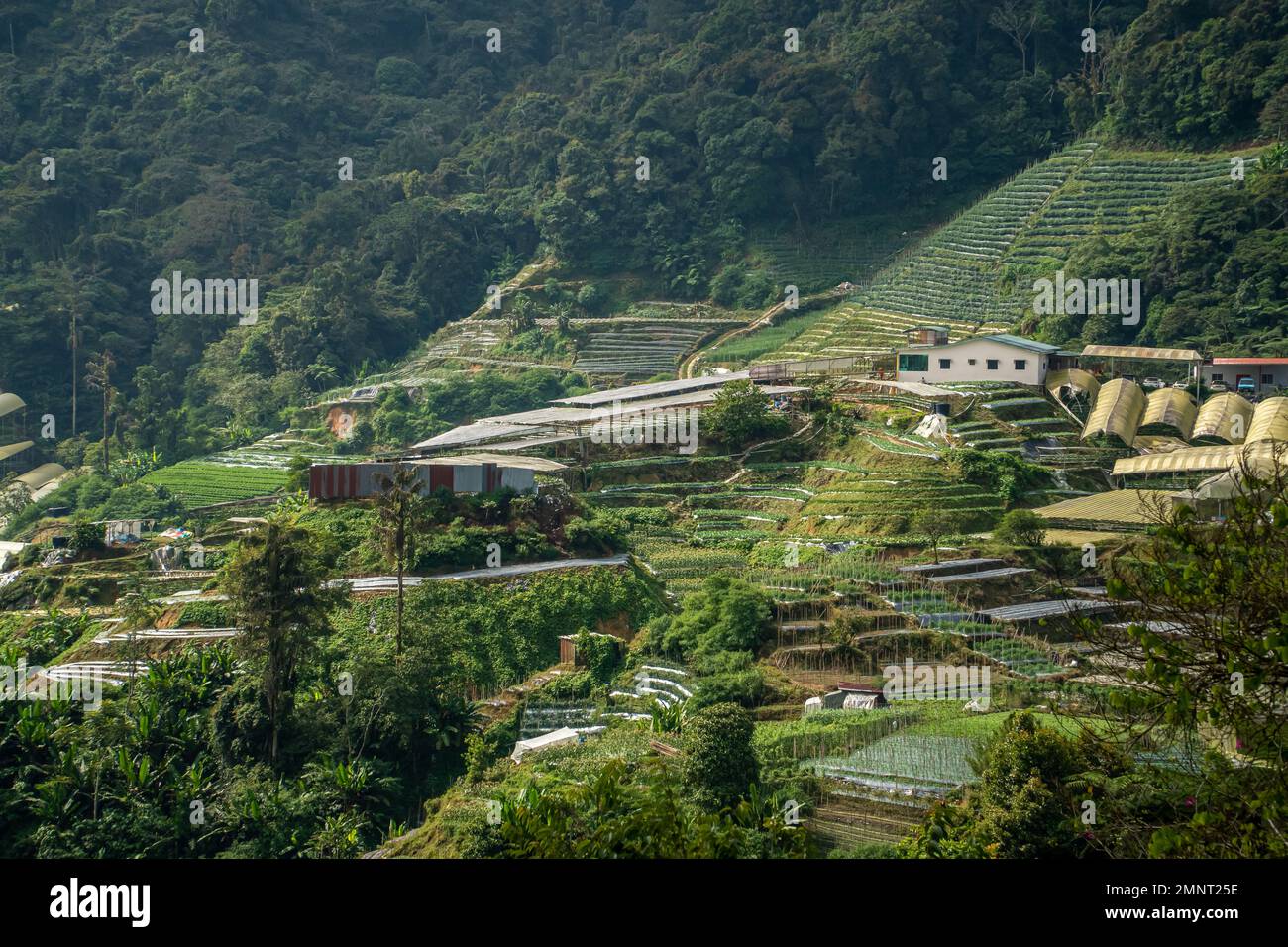 Tea plantations rice terraced fields on Cameron Highland, Pahang ...