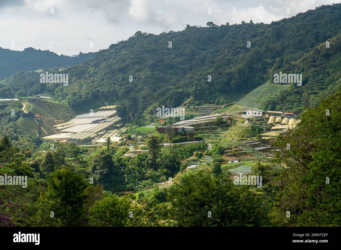 Tea plantations rice terraced fields on Cameron Highland, Pahang ...