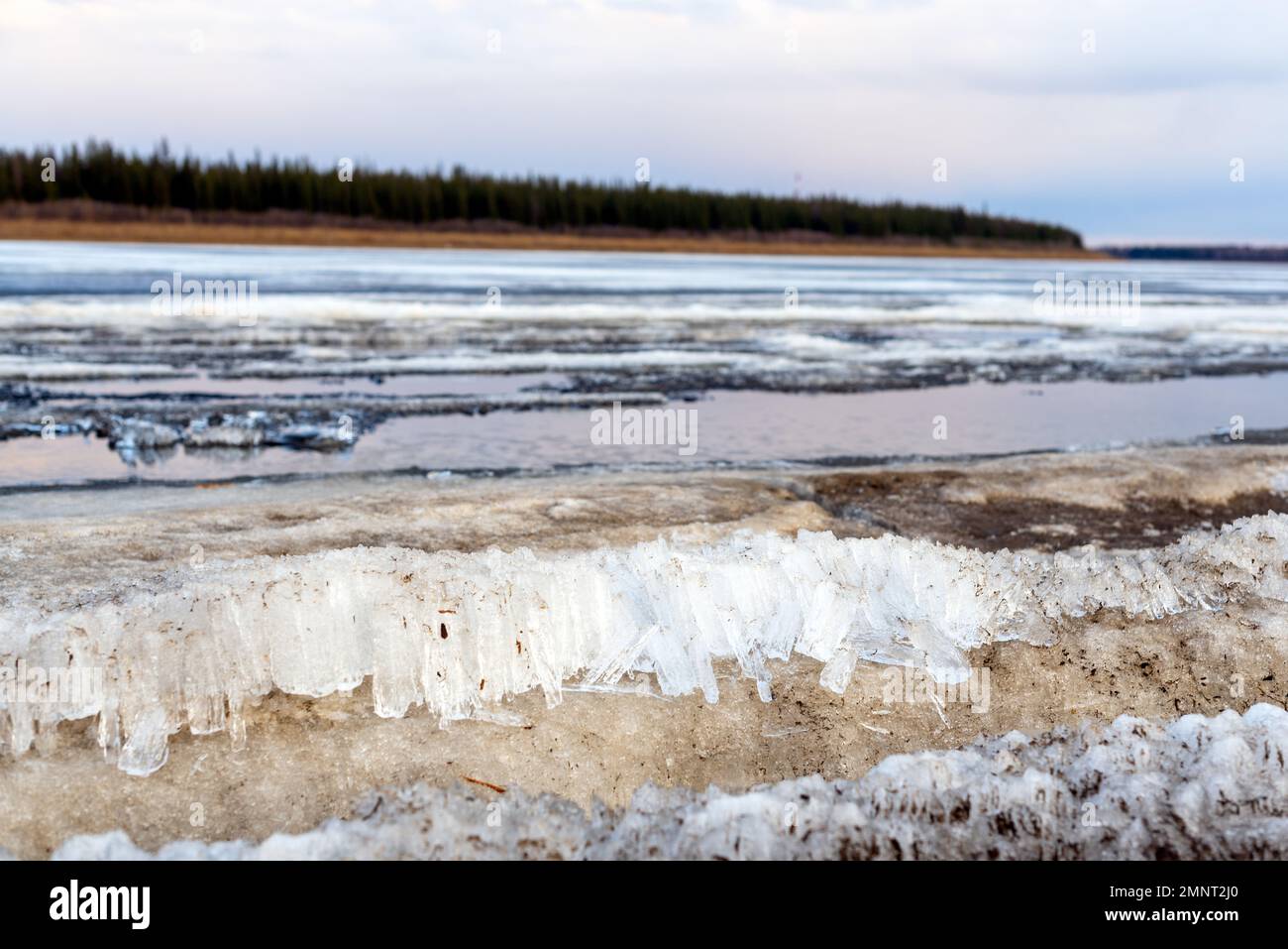 Spring needle hi-res stock photography and images - Alamy