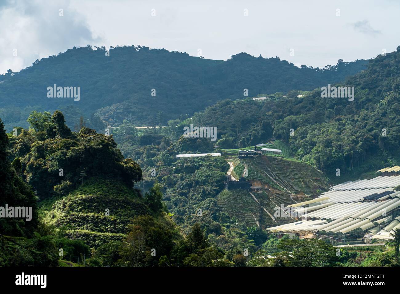 Tea plantations rice terraced fields on Cameron Highland, Pahang ...