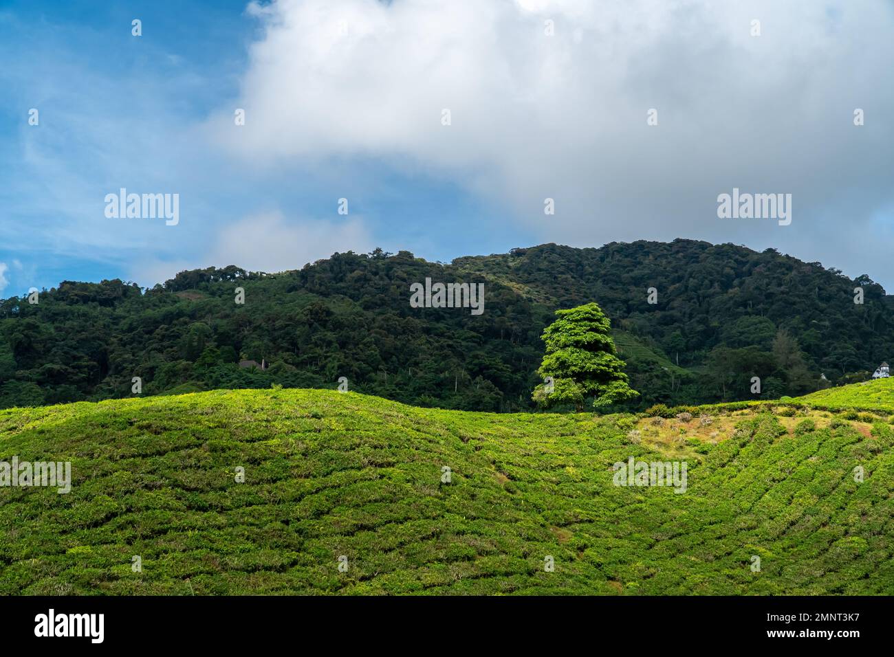 Single tree on the green tea garden mountain with forest and blue sky ...